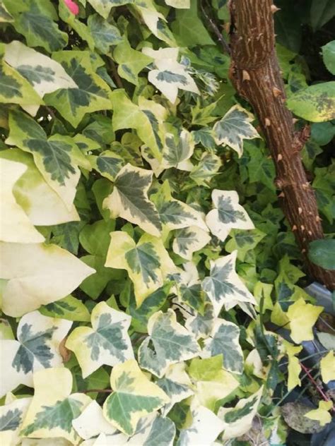 šareno Lisni Bršljan