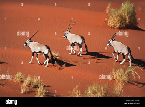 Gemsbok Oryx Gazella In Typical Desert Habitat Namibian Desert Sand
