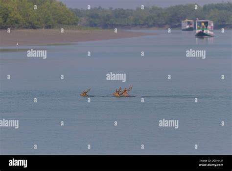 Male Spotted Deer Swimming Across A River To Reach The Adjacent Island