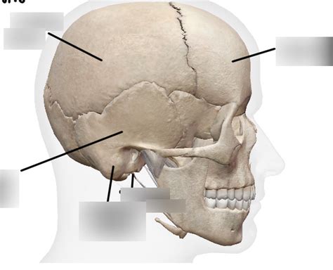 Skull Diagram Quizlet