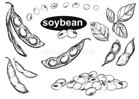 Soybean Leaf Icon Simple Line Outline Vector Elements Of Botanicals Icons For Ui And Ux
