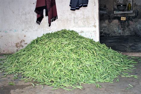 Livelihood Security Cecoedecon Community Based Organization Best