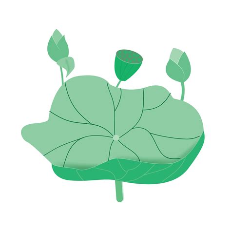 Fresh Of Green Lotus Leaf And Lotus Flower 22787068 Png