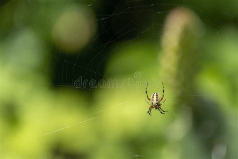 Spider Building Spiderweb Avec Vert Et Beau Bokeh Guadalajara Jalisco Image Stock Image Du