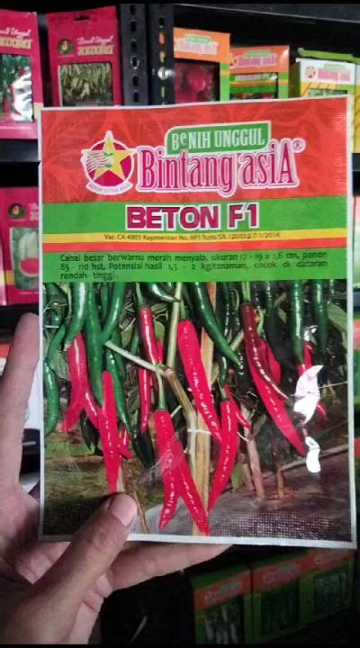 Bibit Cabe Besar Beton F1 10gr Benih Cabai Besar Bintang Asia Lazada Indonesia