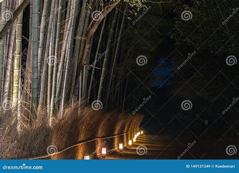 Arashiyama Bamboo Grove Zen Garden Light Up At Night Stock Image