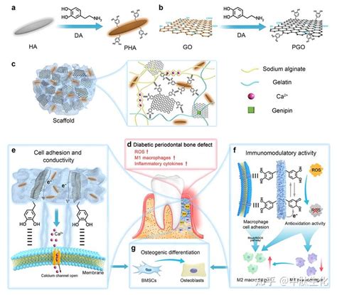 Bioactive materials仿贻贝电活性支架用于糖尿病牙周骨缺损修复 知乎