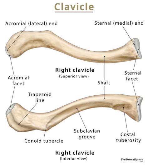 Anatomia Scuola