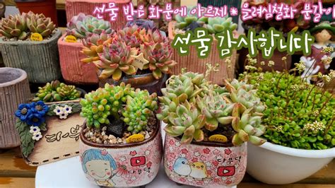 프리티다육에서 온 예쁜 다육이와 구독자님께 받은 화분 선물에 분갈이해요 Youtube