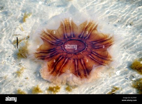 Lion S Mane Jellyfish Stock Photo Alamy