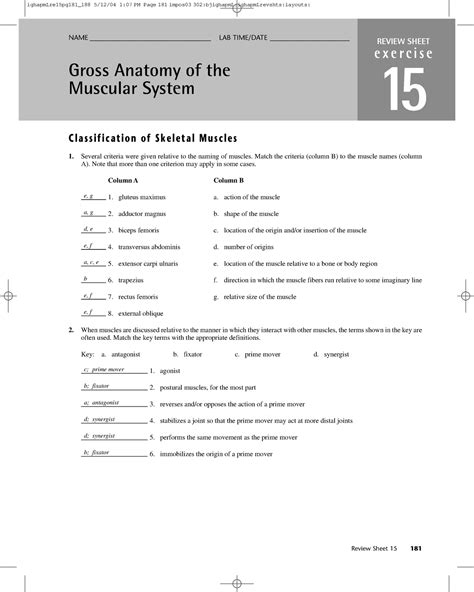 Gross Anatomy Of The Muscular System Review Sheet E X E R C I S E 15