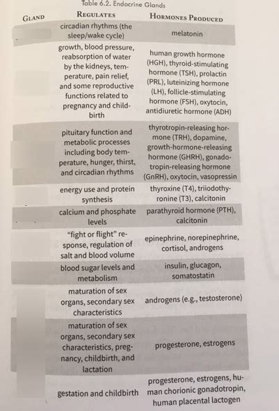 The Endocrine System Diagram Quizlet