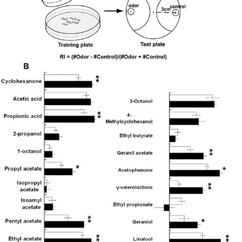 Training And Test For Larval Olfactory Associative Learning A Download Scientific Diagram