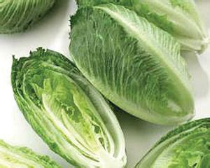 Misionero And Seminis Team On New Lettuce Variety Produce News