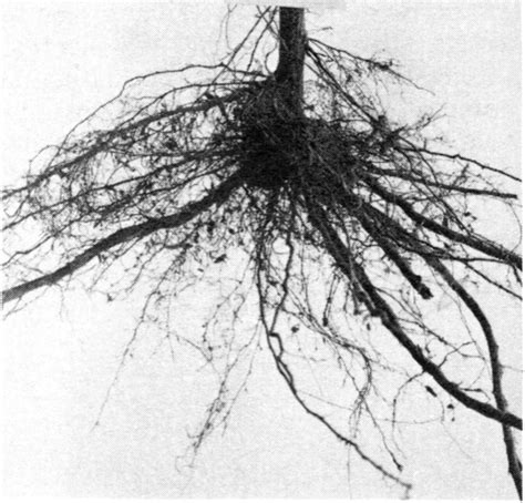 Root System Of It 18 Fig 2 Root System Of It 9 Download Scientific Diagram