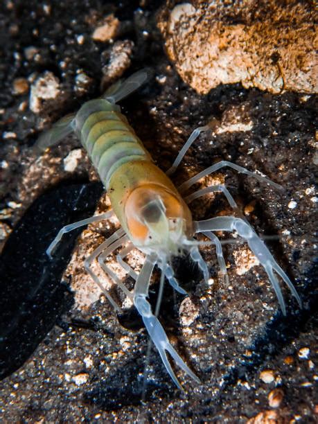 Blind Cave Crayfish Hell Creek Cave Crayfish Cambarus Zophonastes