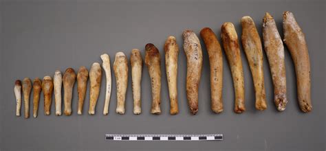 Rosa Rubicondior Why Humans Lost Their Penis Bone