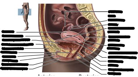 Reproductive Anatomy Labeling Diagram Quizlet