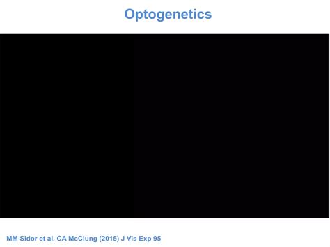 Periodic Remodeling In A Neural Circuit Governs Timing Of Female Sexual Behavior Ppt