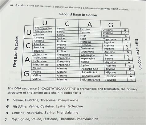 Solved 18 A Codon Chart Can Be Used To Determine The Amino Acids