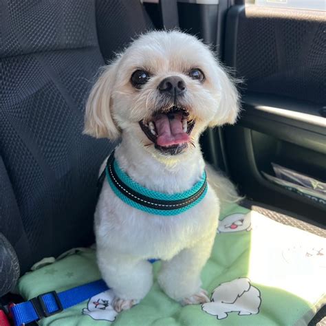 トリミングしてきました ️💓 ペキプー ペキニーズ トイプードル ミックス犬 ハーフ犬 いぬすたぐらむ Pekinese