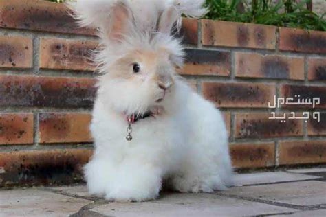 تعرف على ارانب انجورا اللطيفة وأبرز المعلومات عنهم مستعمل
