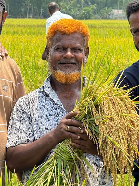 Md Anwar Hossain On Linkedin কৃষক খুশীতো সবাই খুশী বন্ধন সীডস্ এর হাইব্রিড ধান রুপশী বাংলা ৪