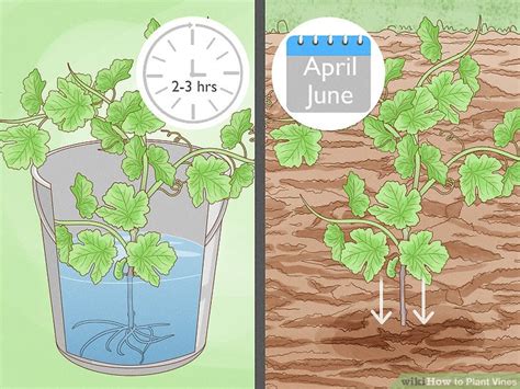How To Plant Vines Steps With Pictures WikiHow