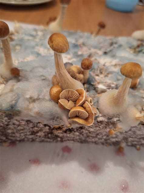 Nice Mutation I Guess R Unclebens