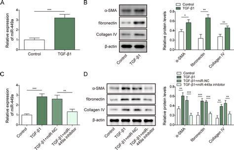 Mir 449a Downregulation Reversed Tgf β1 Induced Upregulation Of