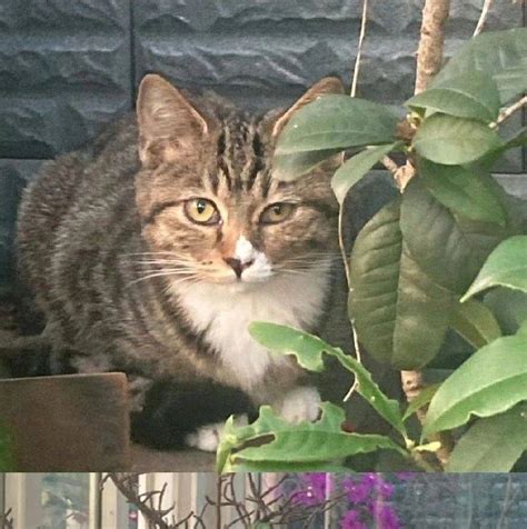 【猫咪领养】四个月大猫咪寻领养