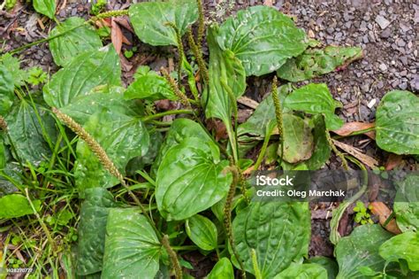 더 큰 질경이 Waybread Plantago 정원에있는 주요 나무 짧은 스파이크가있는 긴 줄기의 꽃차례는 수많은 작은 바람에 수분을 공급 한 꽃입니다 0명에 대한 스톡