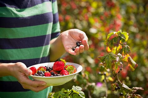 화창한 여름날에 갓 딴 유기농 라즈베리 딸기 검은 딸기가 담긴 그릇을 들고 있는 여자의 손의 클로즈업 열매를 먹는 여자 건강 한 식습관 베리류에 대한 스톡 사진 및 기타