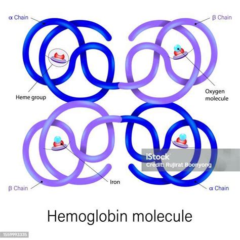 Hemoglobin Dalam Sel Darah Merah Struktur Molekul Hemoglobin Protein