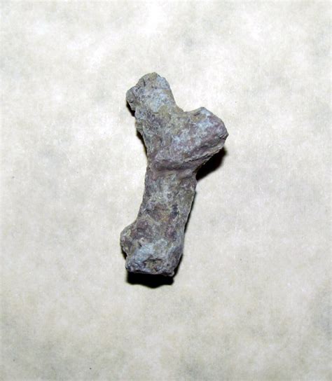 Fissispongia Sponge Fossil  Member Collections The Fossil Forum