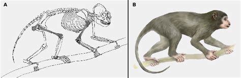 Konu 82 ~3330 Milyon Yıl Önce Aegyptopithecus Zeuxis © Mutlak