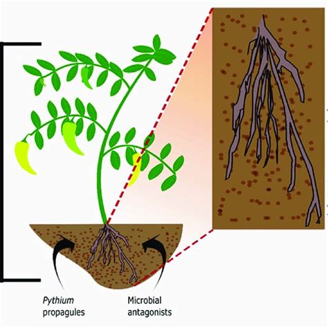 Pdf Pythium Damping Off And Root Rot Of Capsicum Annuum L Impacts Diagnosis And Management