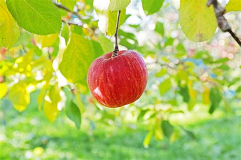 りんご抗酸化力 茶色の変色を止める｜味の農園