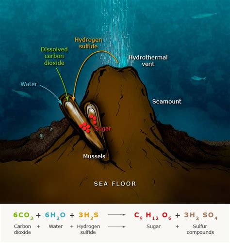 Photosynthesis And Chemosynthesis