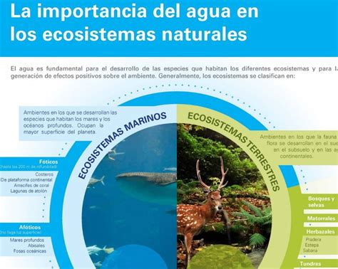 Im Genes E Infograf As En Ecosistemas Ovacen Ecosistemas