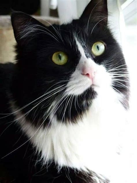 This Cute Tuxedo Cat 🐱 R Cutecats