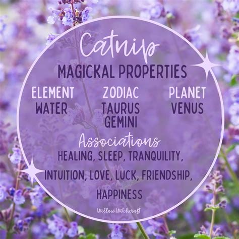 Catnip Magickal Properties In 2023 Herbal Magic Herbalism Witch