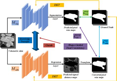 Figure 2 From Semi Supervised 3d Medical Image Segmentation Using Shape Guided Dual Consistency