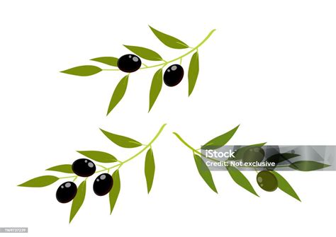 흰색 배경에 녹색과 검은 색 올리브 플랫 스타일 벡터입니다 그림 0명에 대한 스톡 벡터 아트 및 기타 이미지 0명 건강한