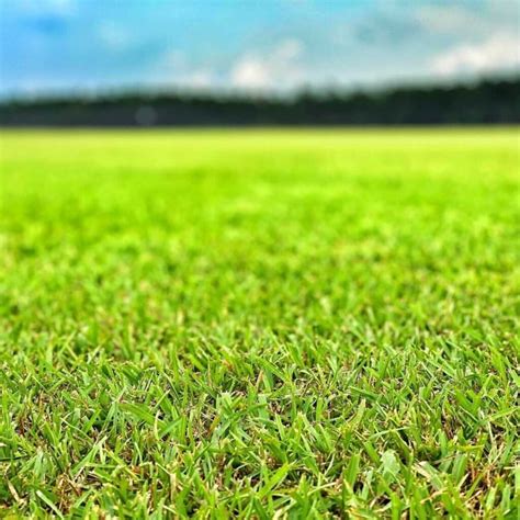 Innovation Zoysia Green Grass Sod Farms