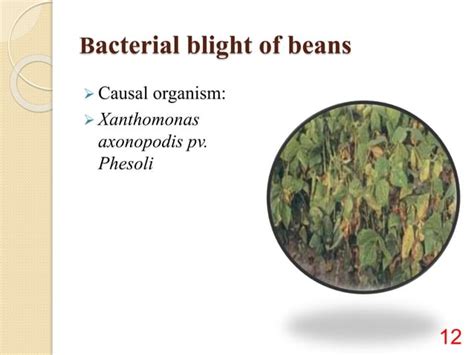Management Strategies Of Phytopathogenic Prokaryotes Pptx
