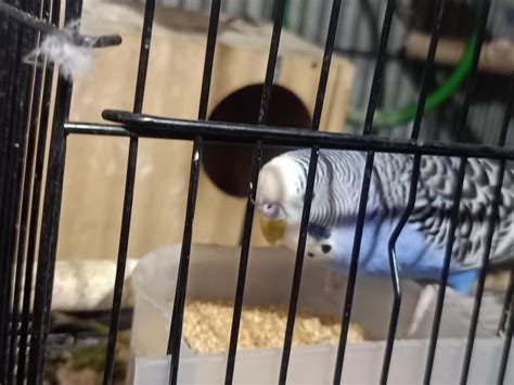 I Want To Know The Sex Of The Blue Bird 🐦🐦 I Am Pretty Confused I Know