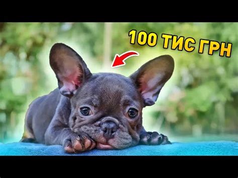 ЧОМУ ФРАНЦУЗЬКІ БУЛЬДОГИ ТАКІ ДОРОГІ - YouTube