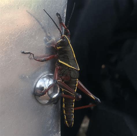 Spotted These 2 Grasshoppers In Central Florida They Seem To Be The Same Body Shape But