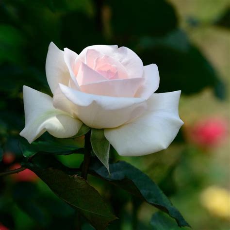 2012 Spring rose; Swan Lake | Розы